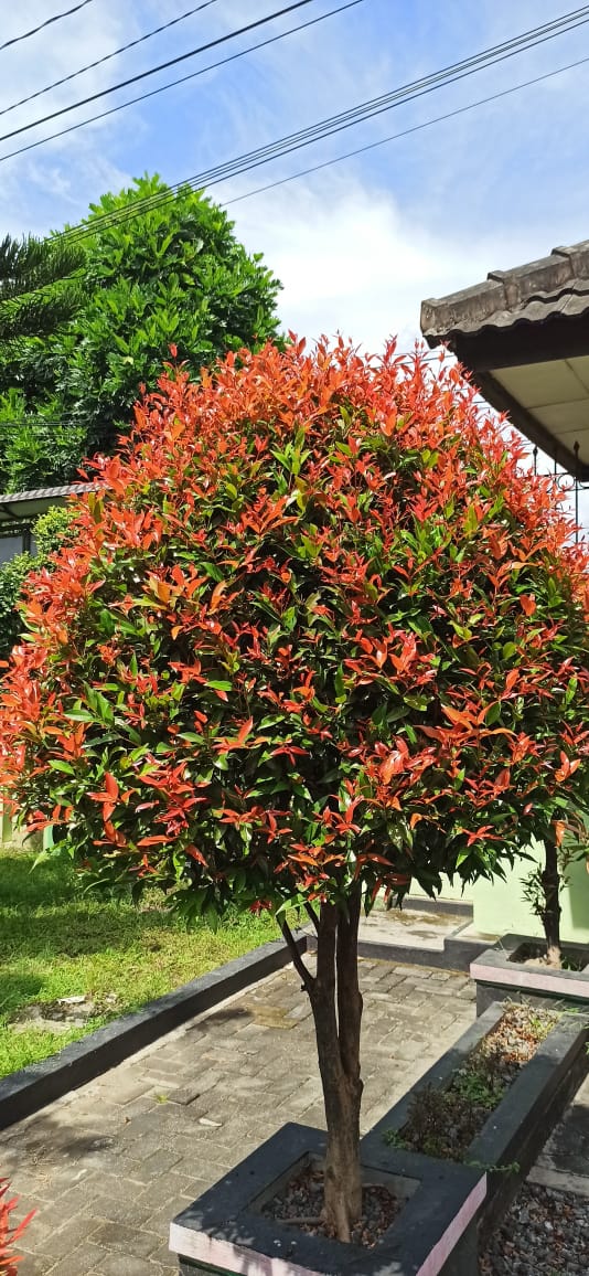 Pucuk Merah – SMA Negeri 3 Boyolali